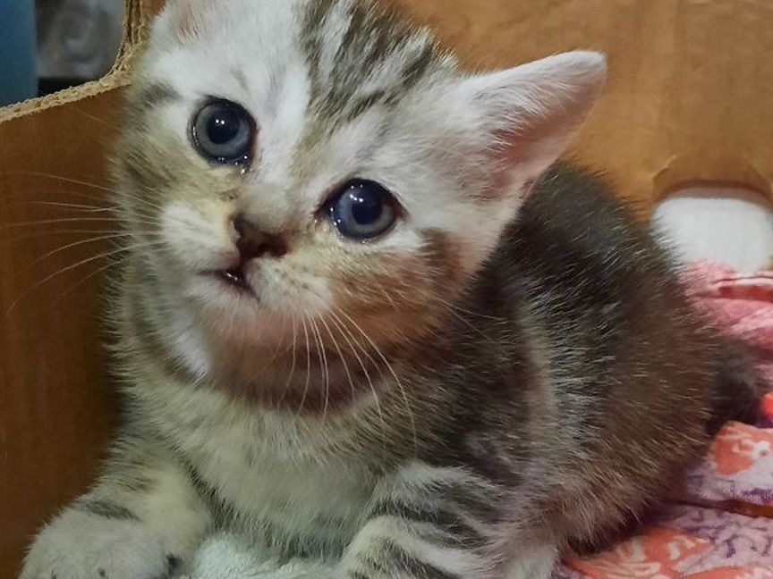 Шотландские котята