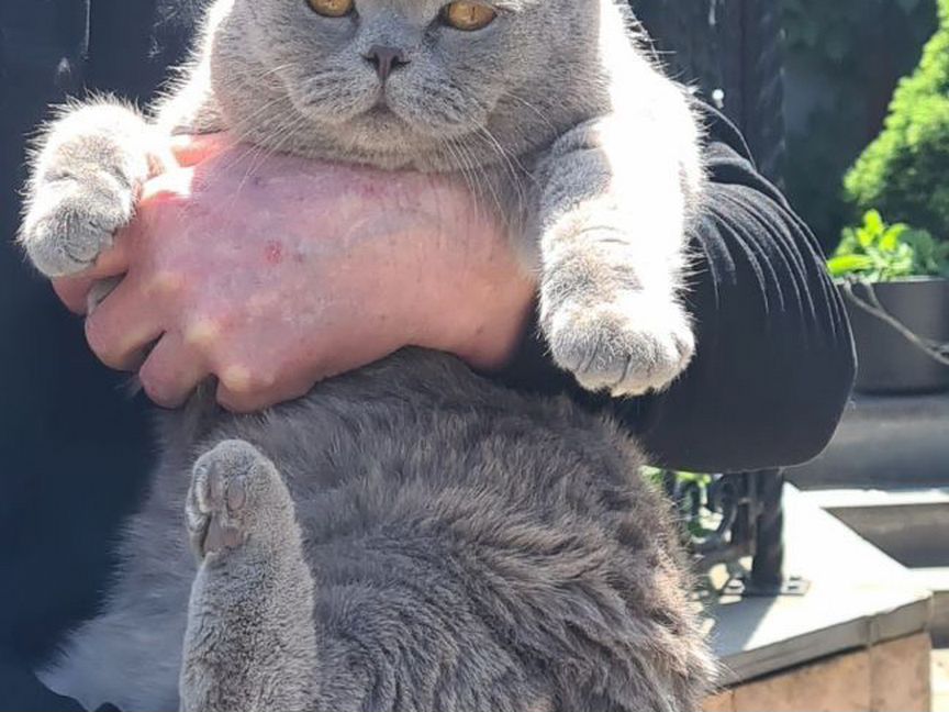 Кошка.кот