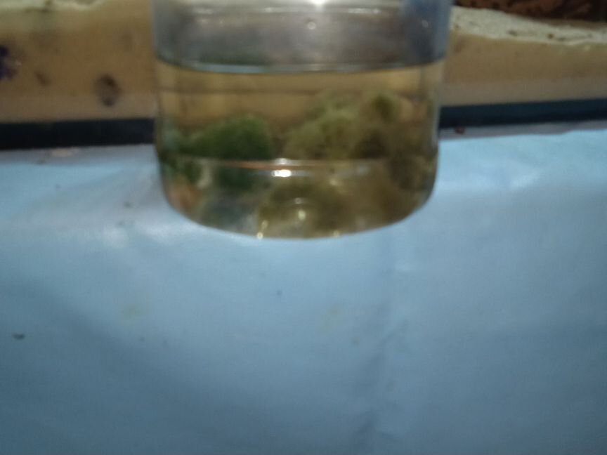 Кладафора 1-2, 5см