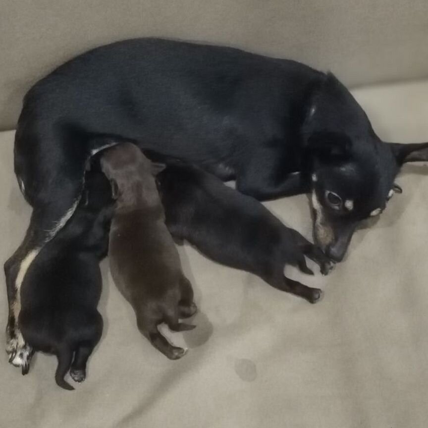 Русский той-терьер, щенок