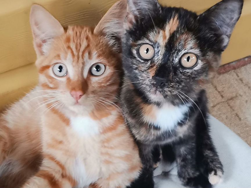 Котята в добрые руки