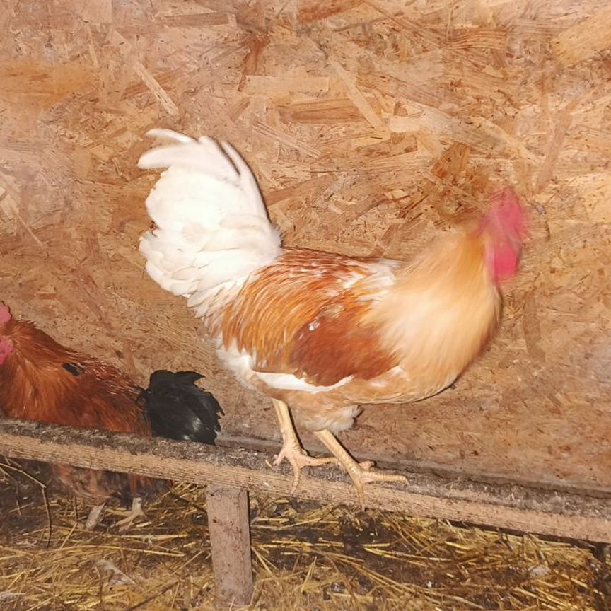 Молодые петухи