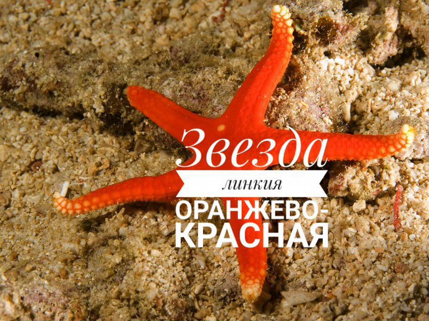 Звезда Линкия, L (морская звезда в наличии)