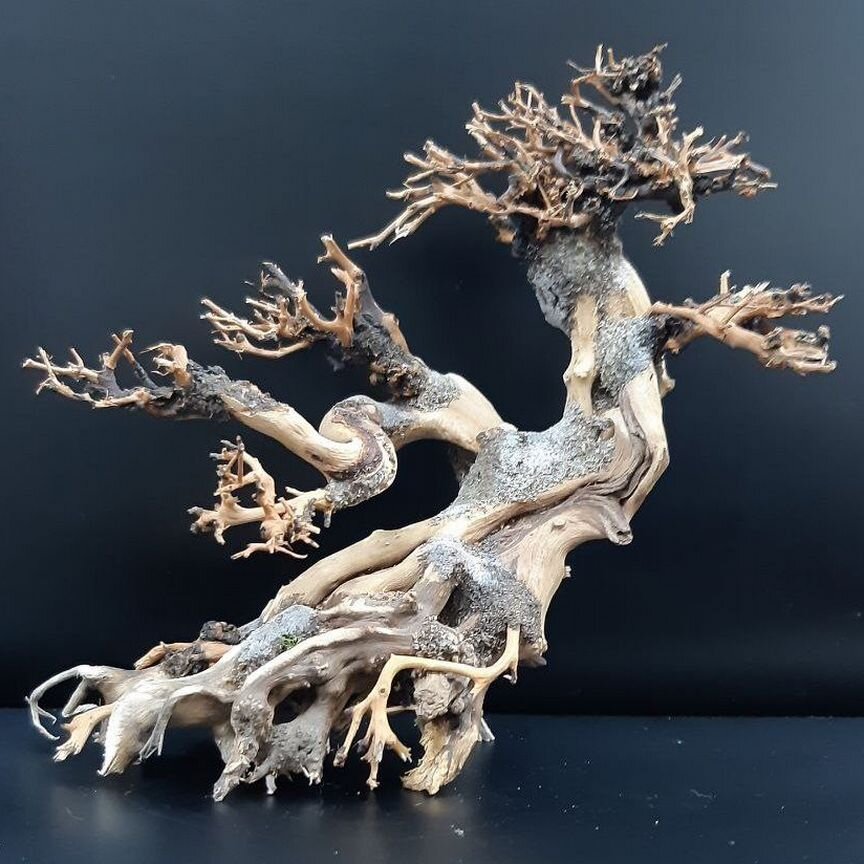 Коряга "Бонсай" 18х9х18см