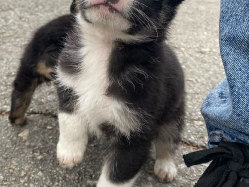 Щенки мелких пород