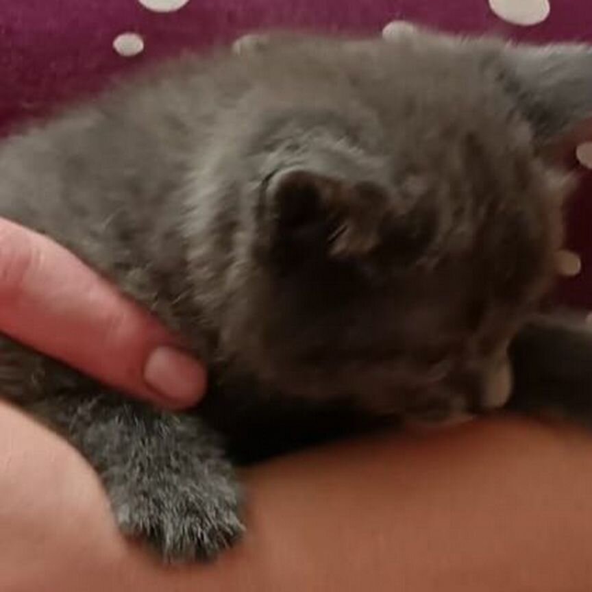 Отдам в добрые руки кошечку