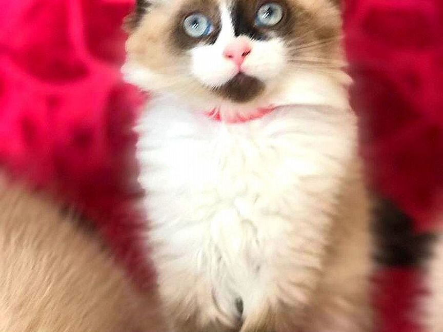 Рэгдолл девочка с документами