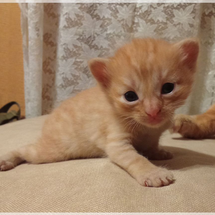 Котёнок в добрые руки