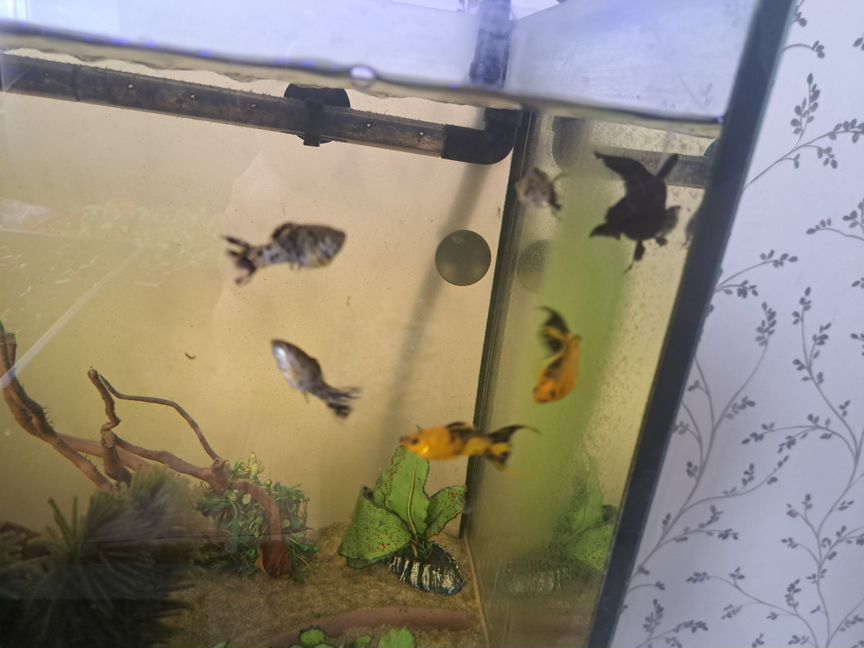 Аквариумные рыбки