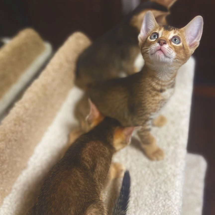 Кошечка