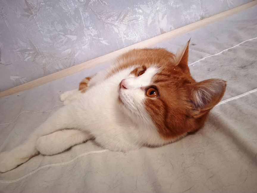 Валюшка-ватрушка ищет семью