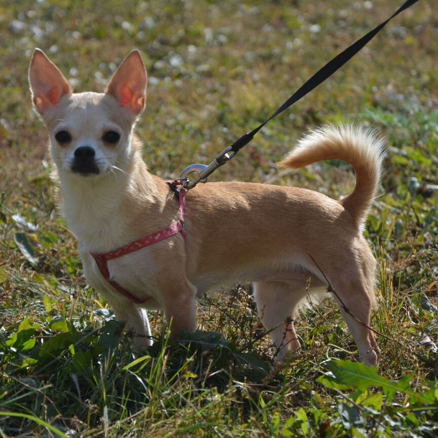 Чихуахуа без документов бесплатно в добрые руки