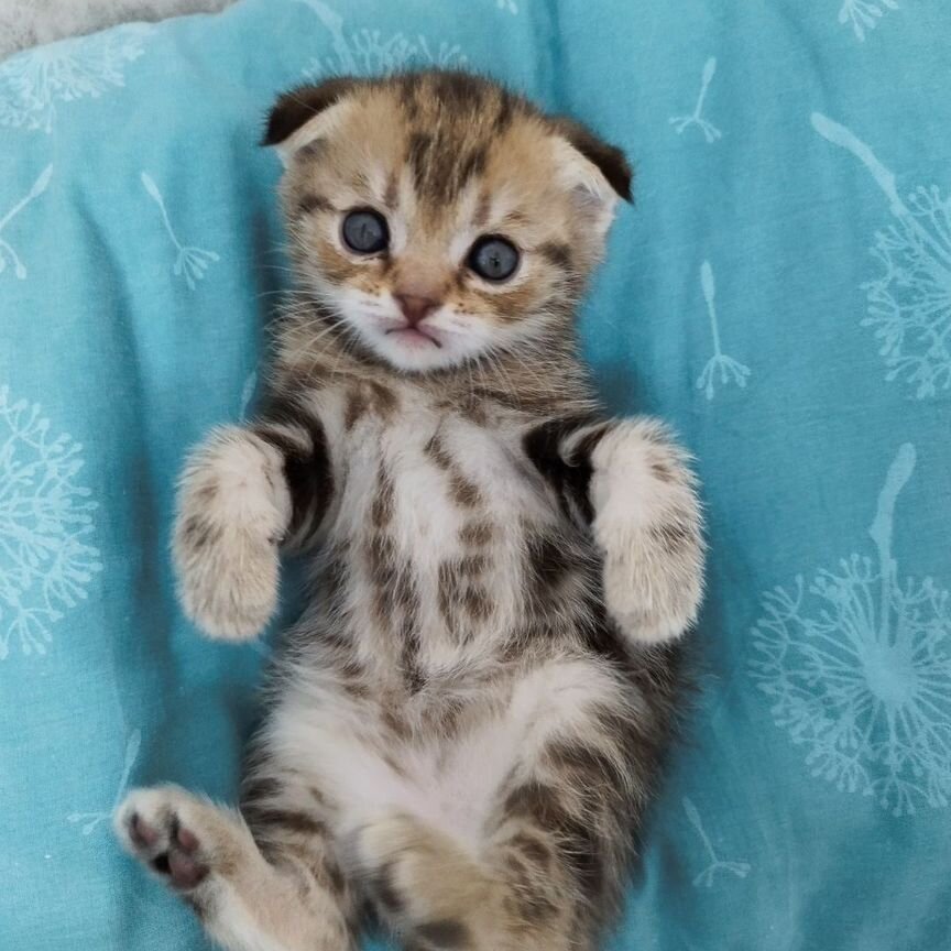 Шотландский вислоухий кот