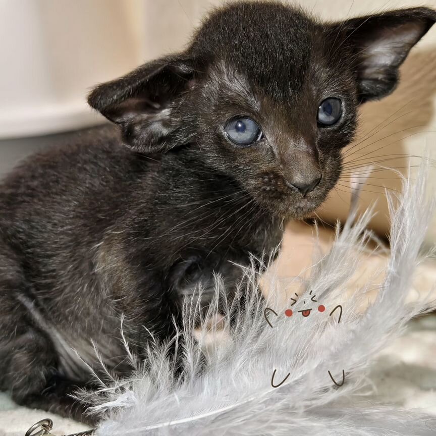 Ориентальные котята