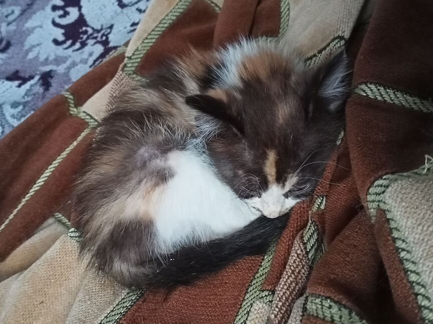 Котенок