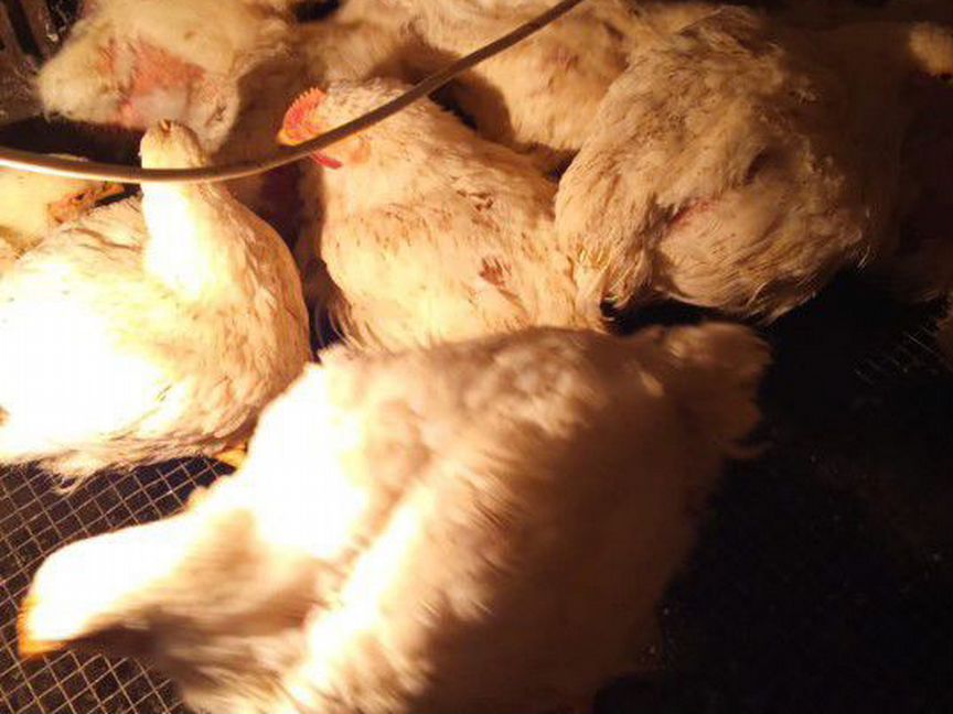 Бойлеры Кобб 700,38 дней