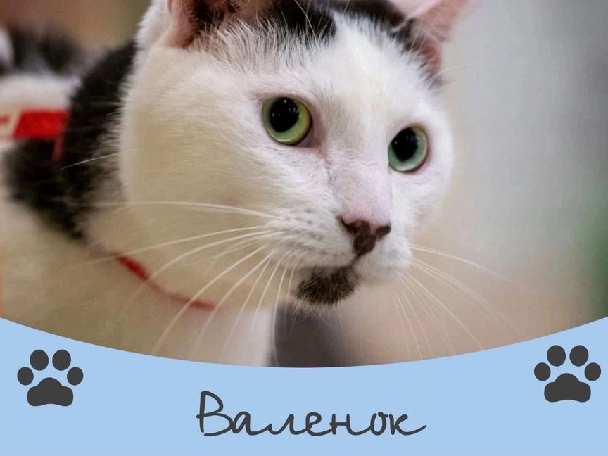 Кот Валенок