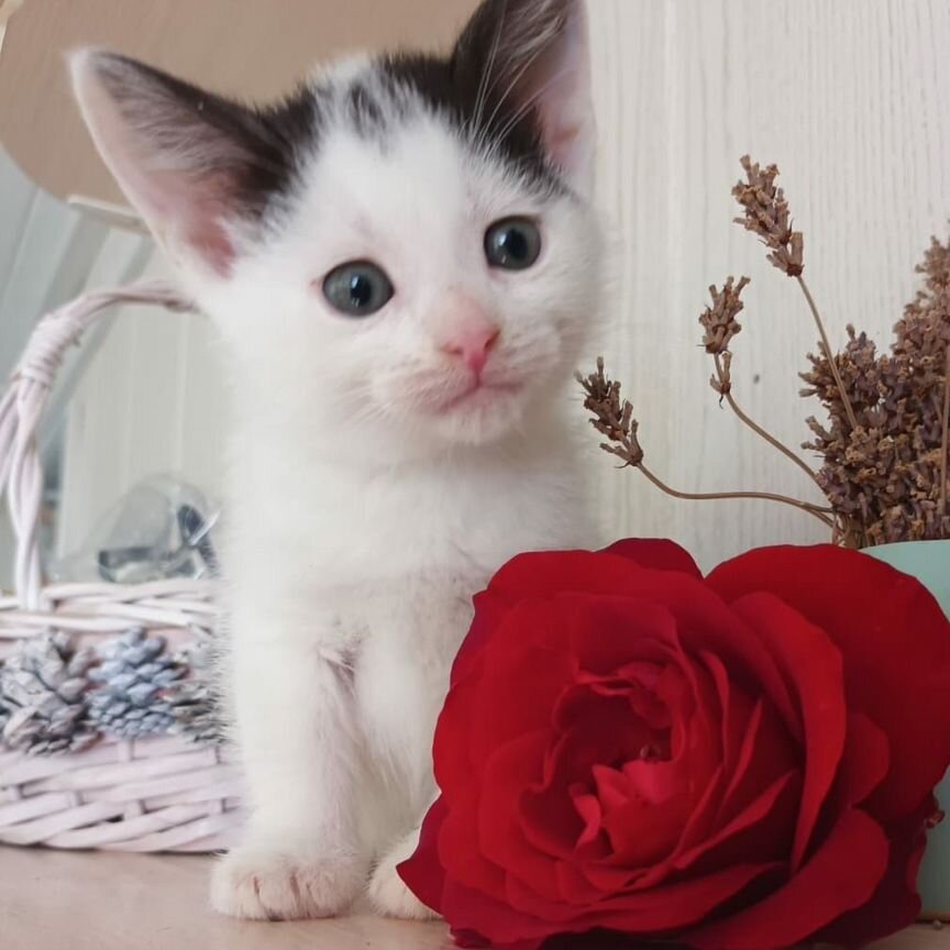 Маленькие белые котята в в дар