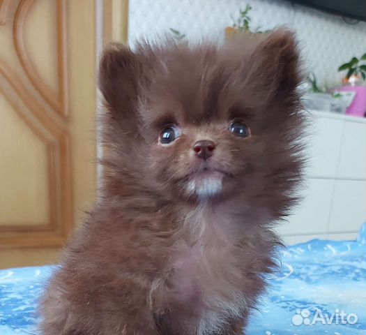Крошка на ладошке