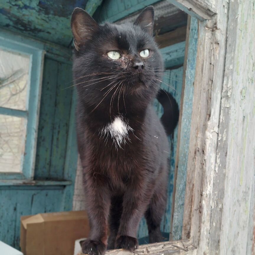 Взрослый кот в добрые руки