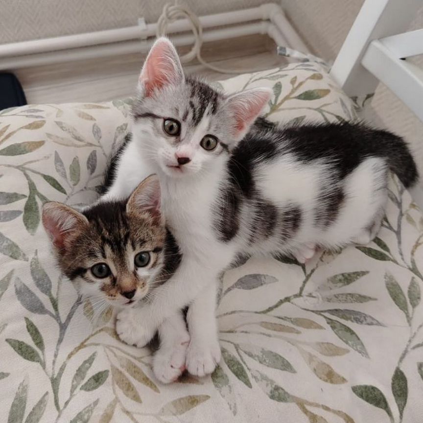 Котята в добрые руки бесплатно