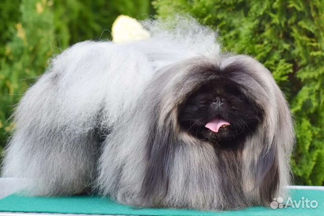 Щенки пекинеса