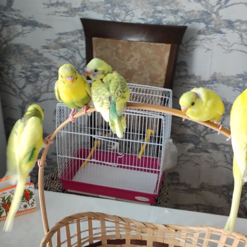 Волнистый попугай ручной москва