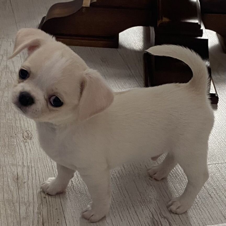 Продажа щенков чихуахуа