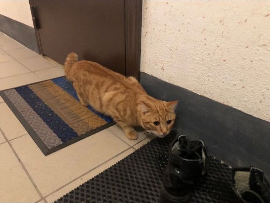 Кот ищет добрые руки