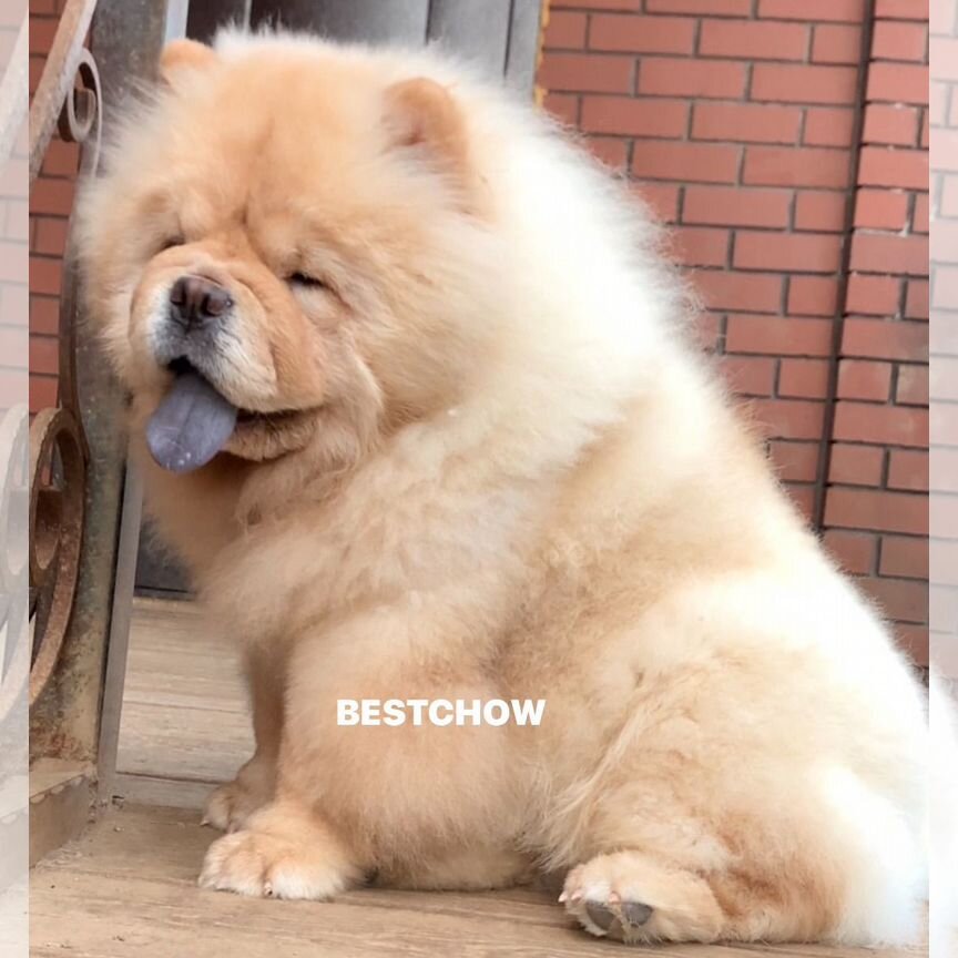 Щенки чау-чау мини девочка