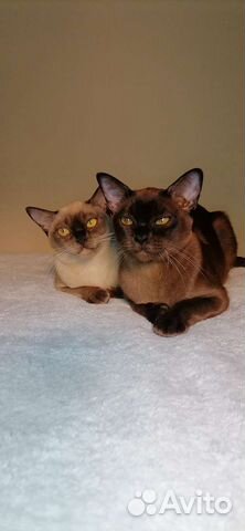 Котята европейской бурмы