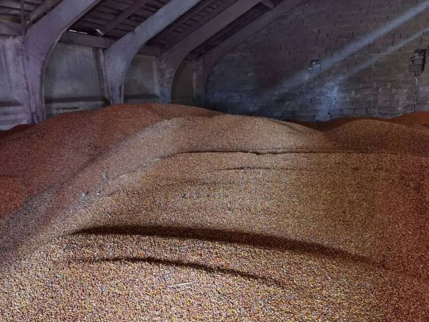 Семечко, Фуражный горох на корм