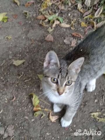 Кошка в дар бесплатно