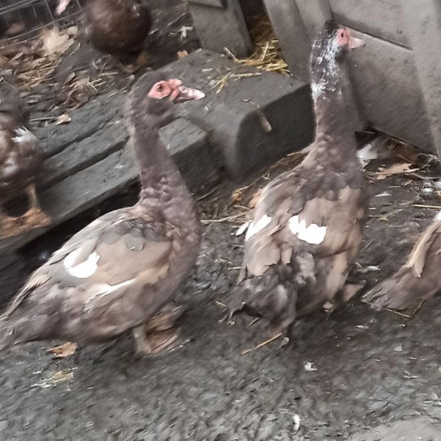 Селезень индоутки