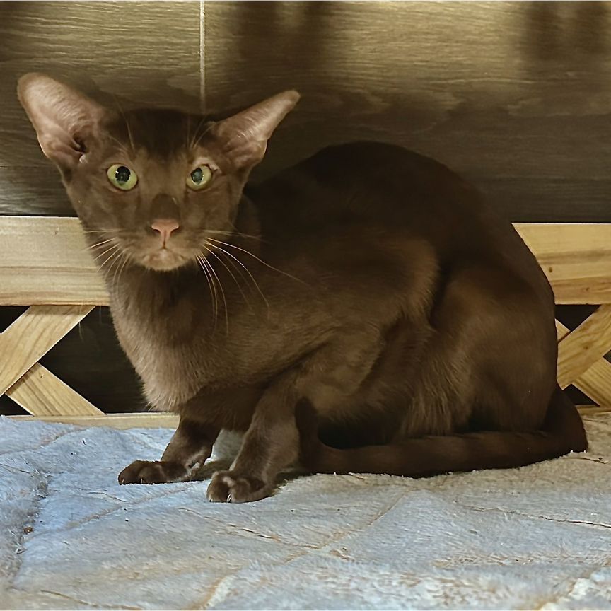 Ориентальный котёнок