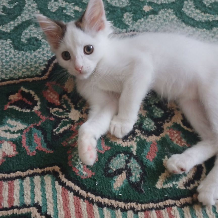 Отдам котёнка девочку, папа мейн-кун