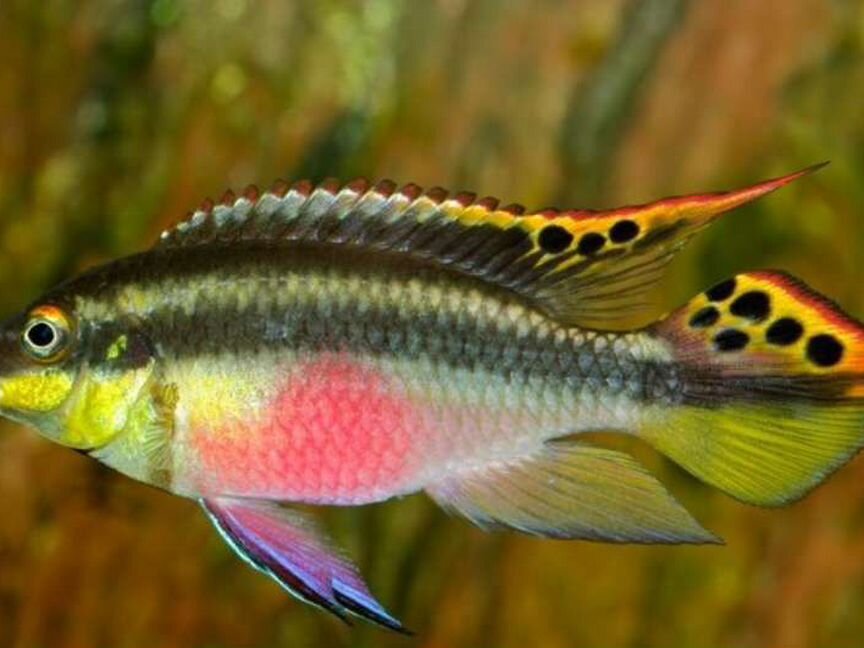 Аквариумные рыбки