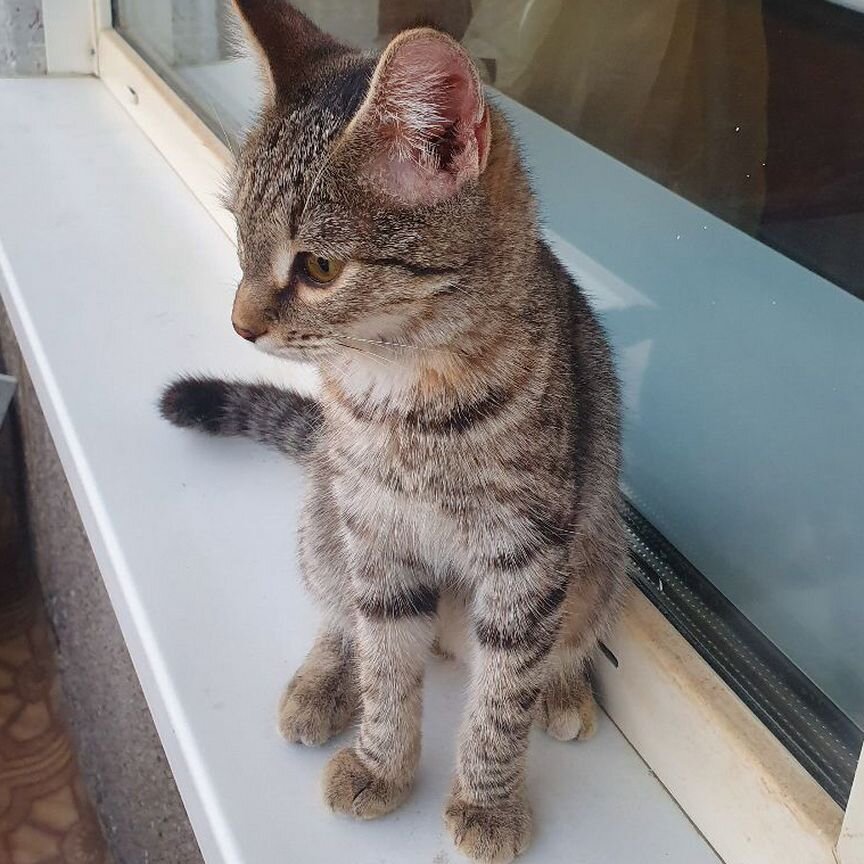 Котёнок в добрые руки
