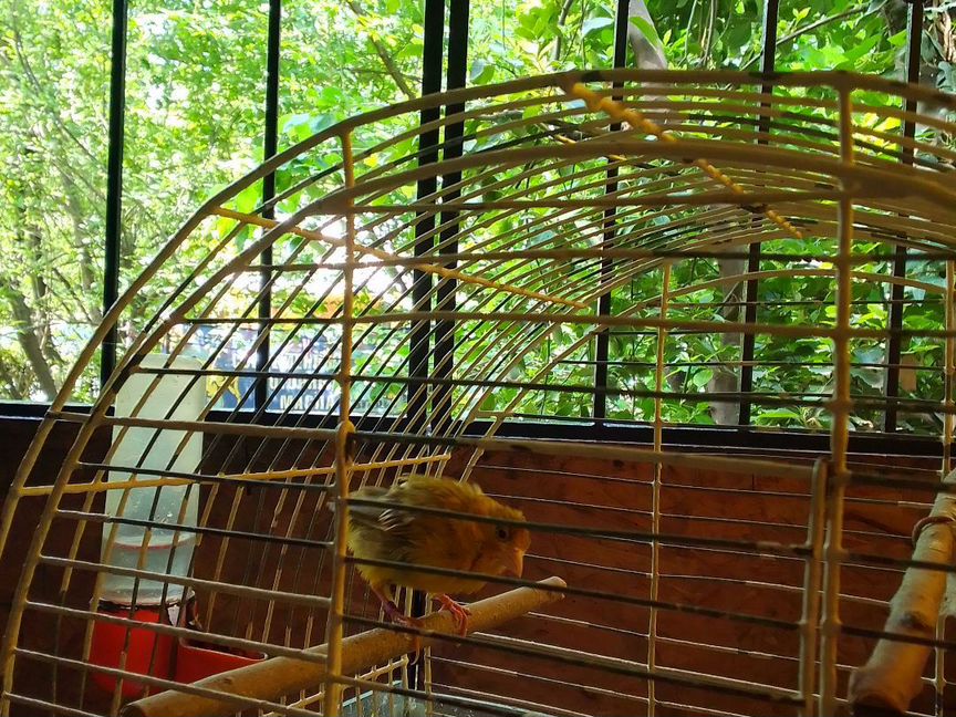 Кенарка год