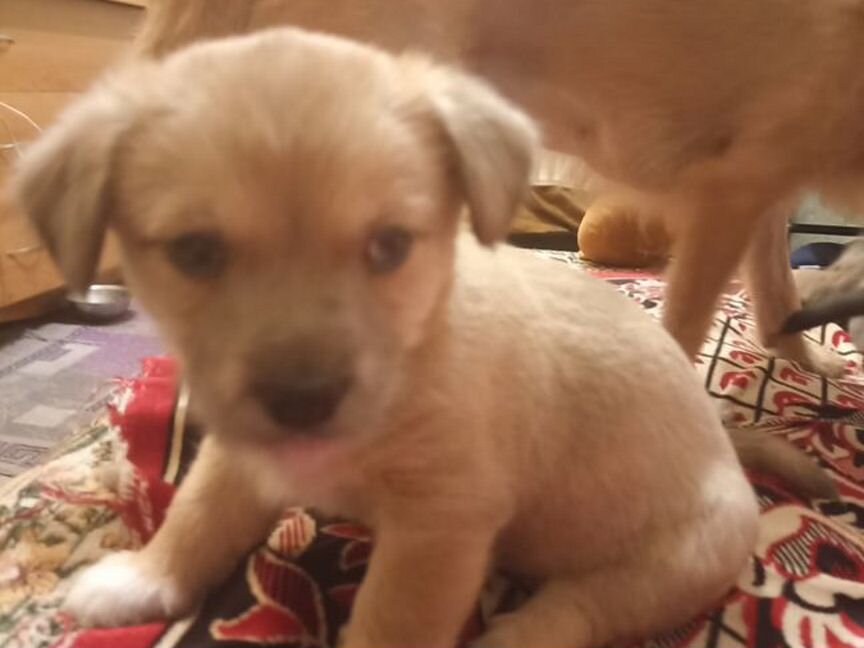 Отдам в добрые руки двух очаровательных щенков