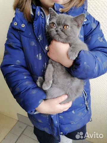 Котята экзоты