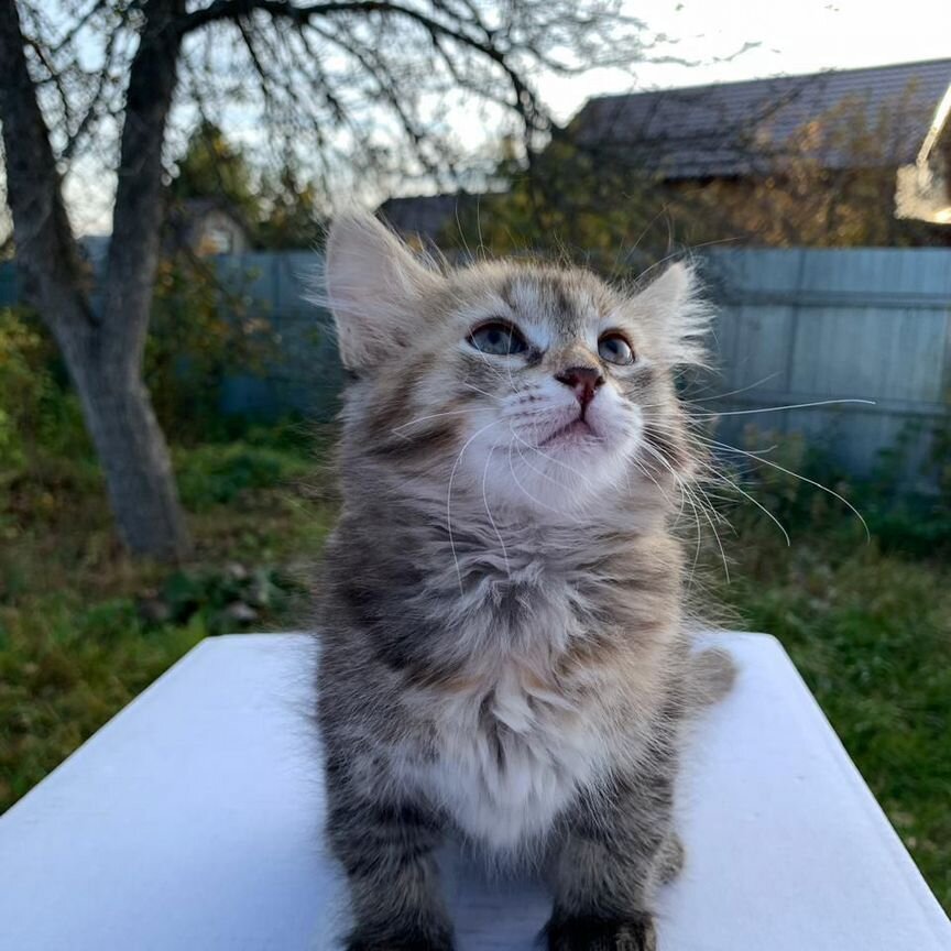 Котята в добрые руки бесплатно