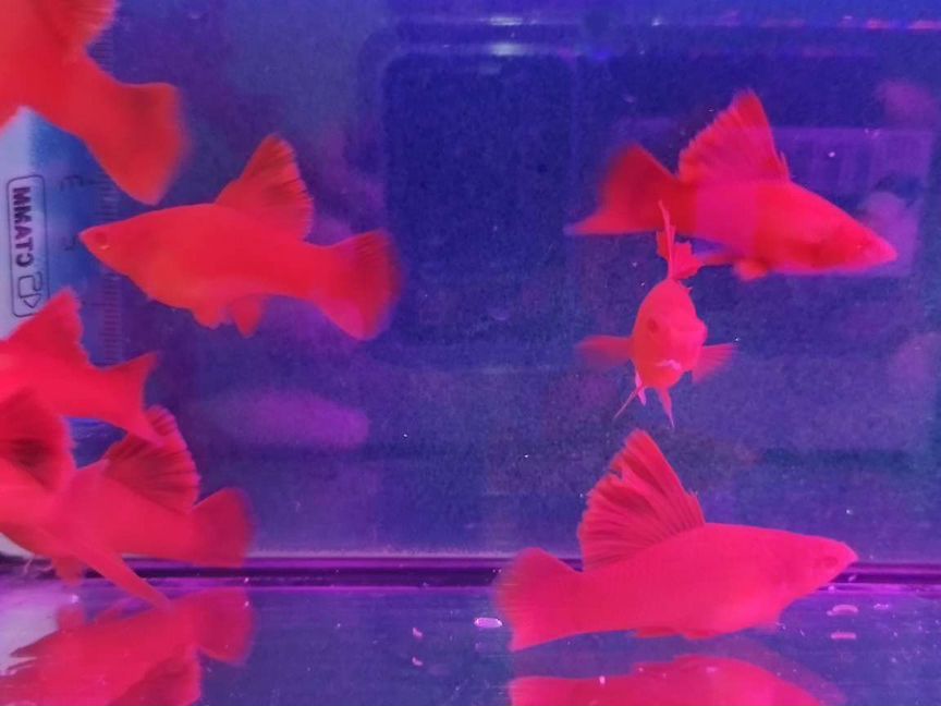 Меченосцы брокколи