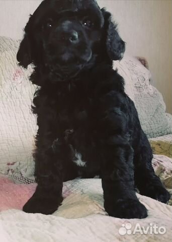 Щенки пуделя, миниатюра