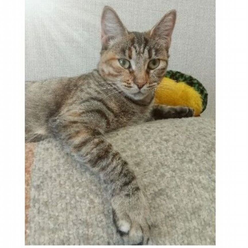 Взрослая кошка в добрые руки