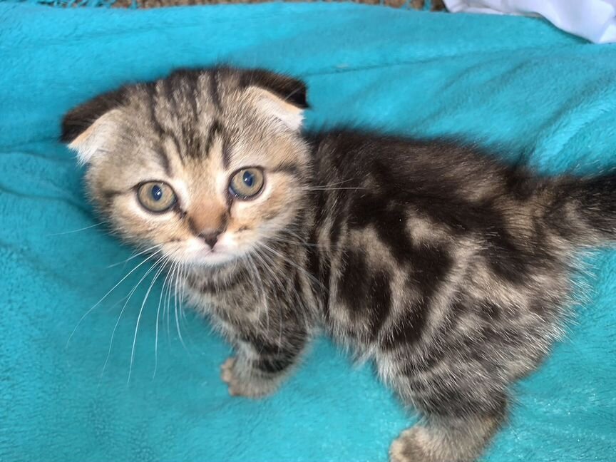 Котята шотладцы