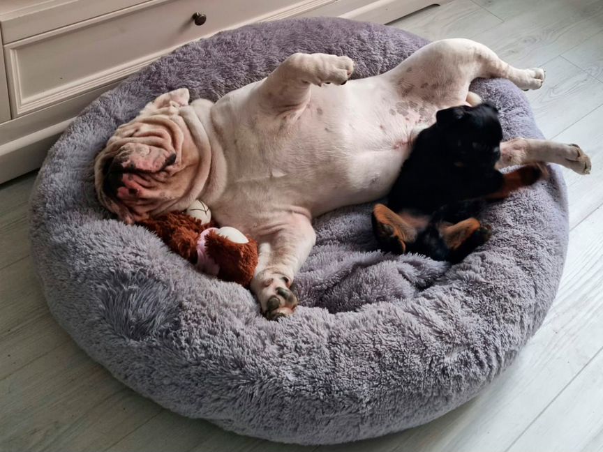 Лежанка для животных собак и кошек Доставка