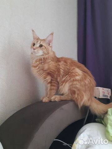 Мэйн кун кошка