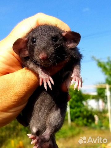 Крысенок дамбо парнишка