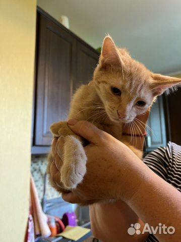 Котенок Лютик 2,5 месяца